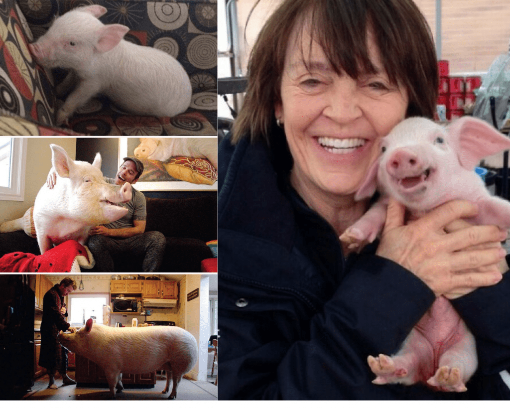 Pigs can be friendly and loving, as these 40 photos demonstrate.