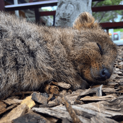 30 Pictures Of Quokkas That Are Almost Too Adorable To Handle
