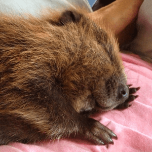 Here are 20 adorable child beavers to celebrate Beaver Day
