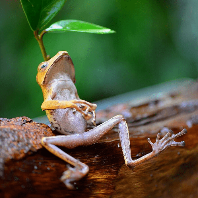 Adorable Photographs of Frogs Taken by Ajar Setiadi