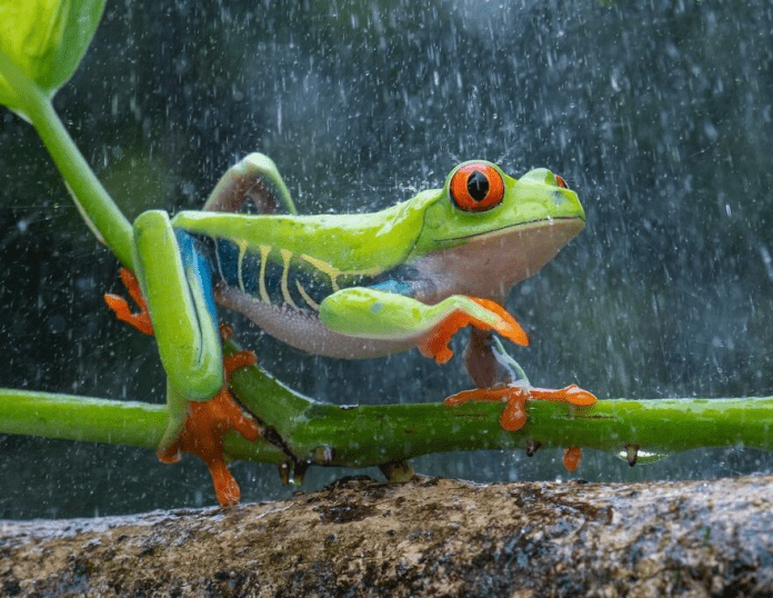 Adorable Photographs of Frogs Taken by Ajar Setiadi
