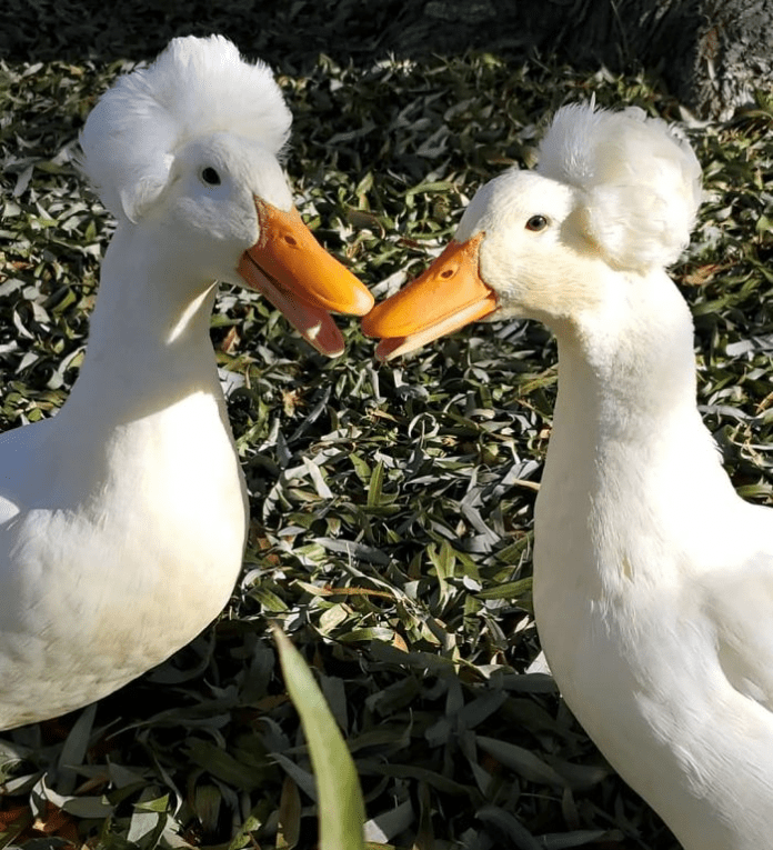 25 Ducks that look like 18th-century wig-wearing Aristocrats