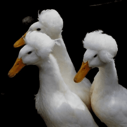25 Ducks that look like 18th-century wig-wearing Aristocrats