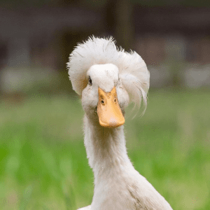 25 Ducks that look like 18th-century wig-wearing Aristocrats