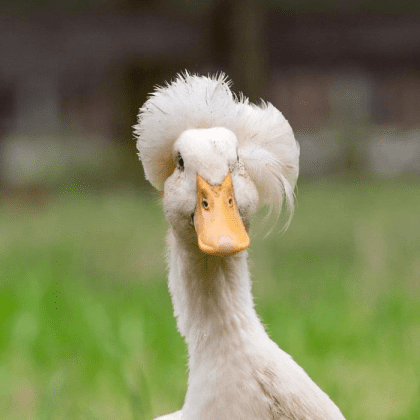 25 Ducks that look like 18th-century wig-wearing Aristocrats