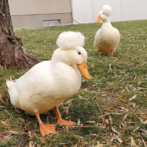 25 Ducks that look like 18th-century wig-wearing Aristocrats