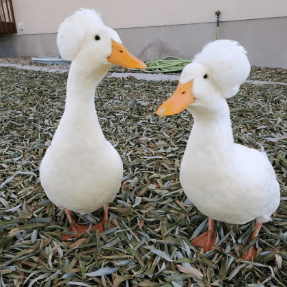 25 Ducks that look like 18th-century wig-wearing Aristocrats