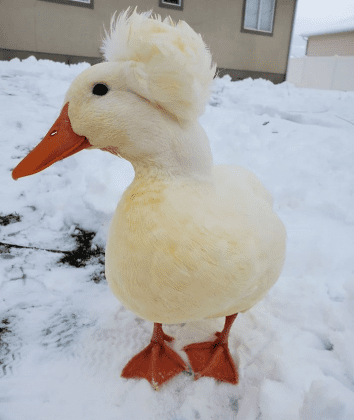 25 Ducks that look like 18th-century wig-wearing Aristocrats