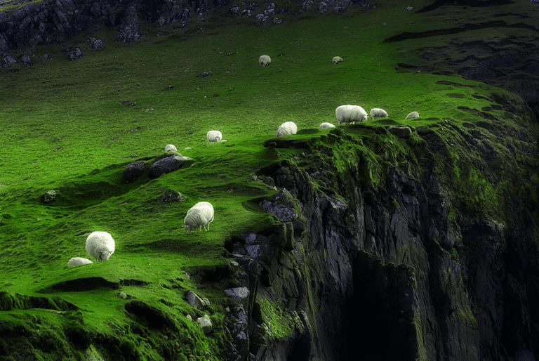 A few views of the sheep covering the earth like snow.