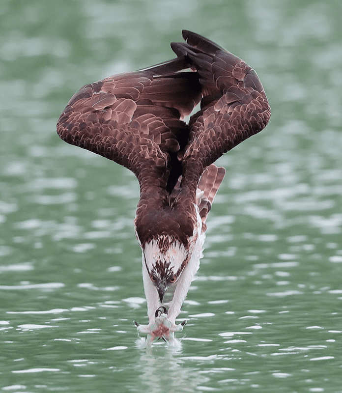 Photographs of ospreys in hunting mode