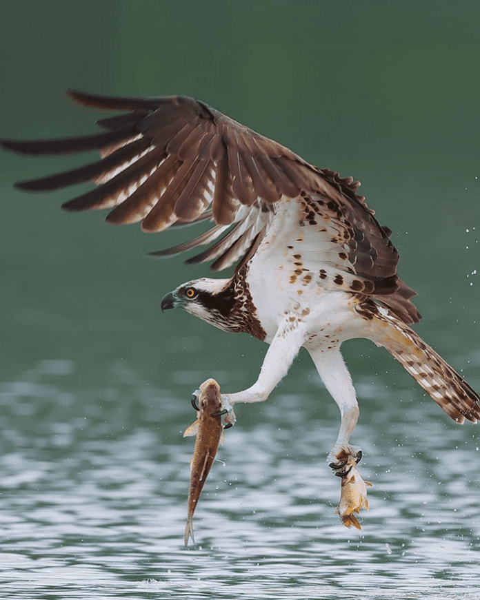 Photographs of ospreys in hunting mode