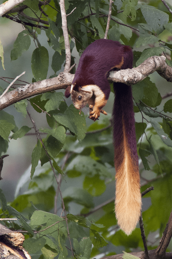 Multi-colored giant squirrels living in India.
