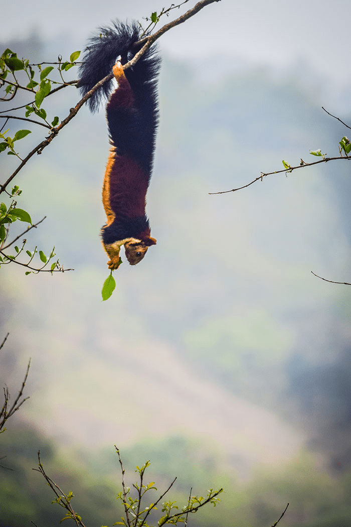 Multi-colored giant squirrels living in India.