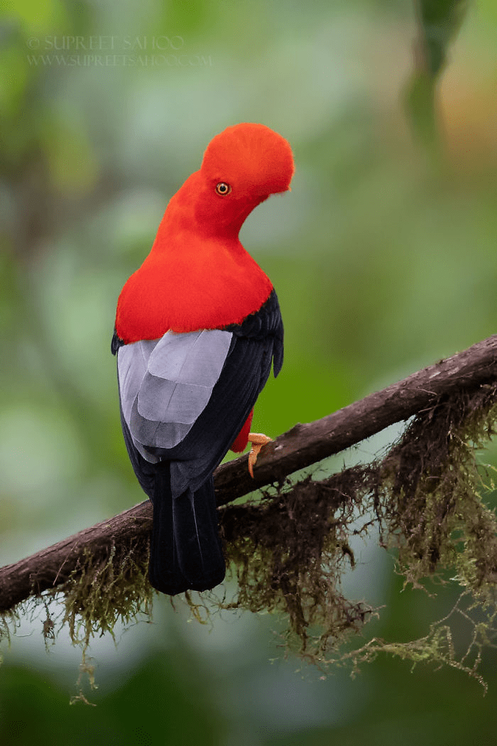 30 Extraordinary Birds You Might Not Have Known About