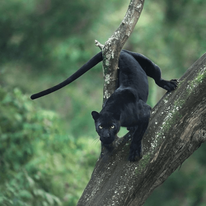 19 Stunning Images Of A Rare Black Panther