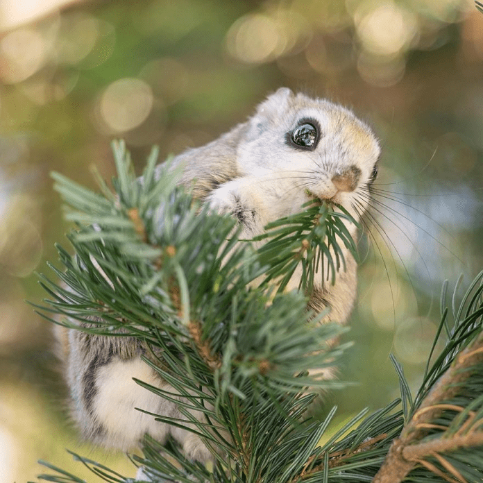 20 Adorable Photographs of Japanese Dwarf Flying Squirrels