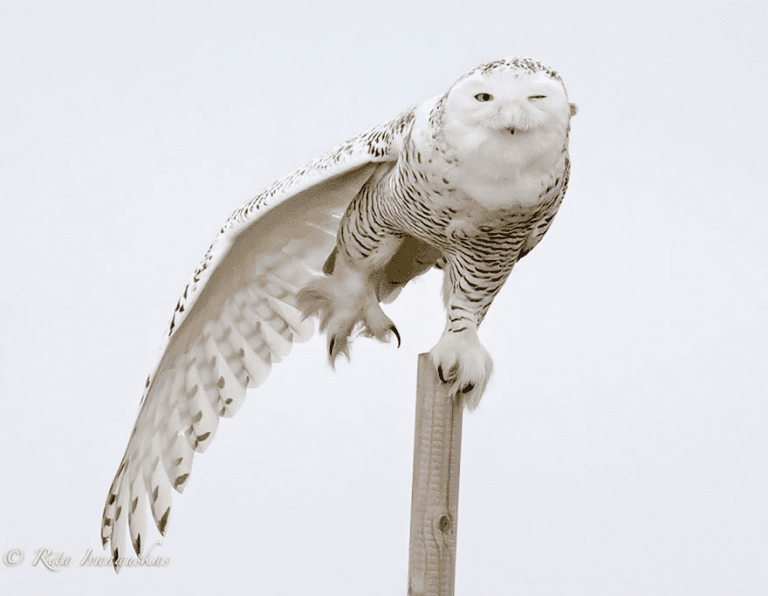50 Stunning Owls Captured on Camera