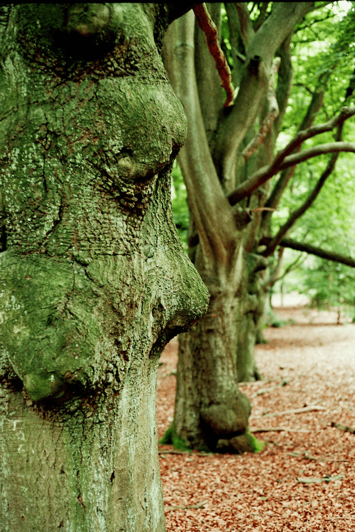 40 Trees That Look Like Something Else But Aren't