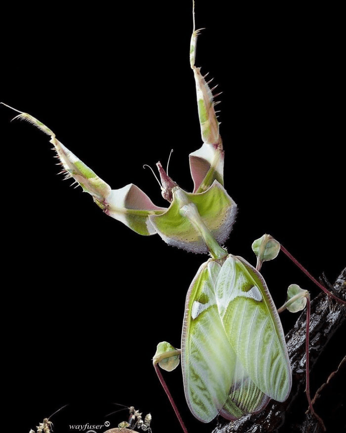 30 Stunning Photos of Beautiful Mantises Captured by Skilled ...