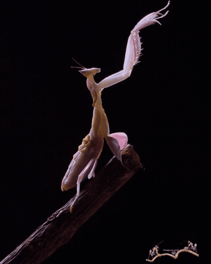 30 Stunning Photos of Beautiful Mantises Captured by Skilled ...