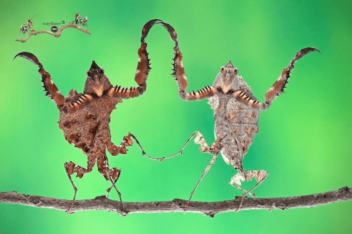 30 Stunning Photos of Beautiful Mantises Captured by Skilled ...