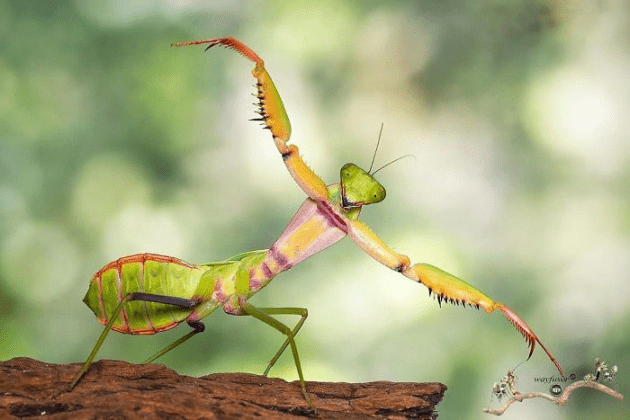 30 Stunning Photos of Beautiful Mantises Captured by Skilled ...