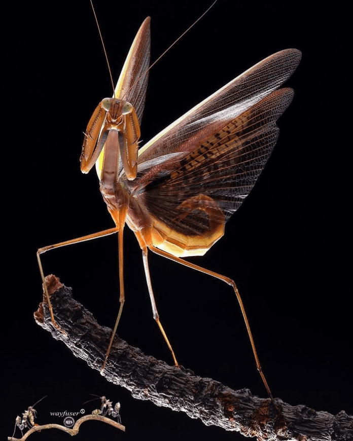 30 Stunning Photos of Beautiful Mantises Captured by Skilled ...