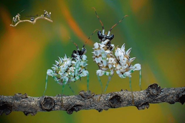 30 Stunning Photos of Beautiful Mantises Captured by Skilled ...