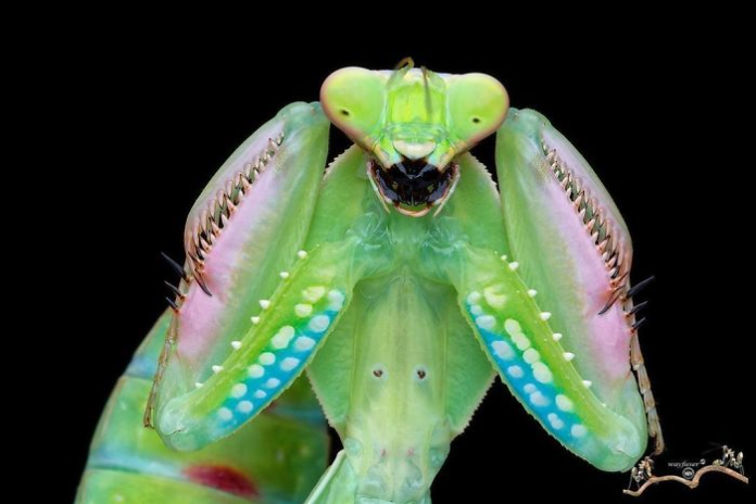 30 Stunning Photos of Beautiful Mantises Captured by Skilled ...