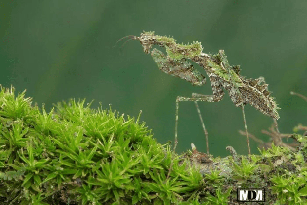 30 Stunning Photos of Beautiful Mantises Captured by Skilled ...
