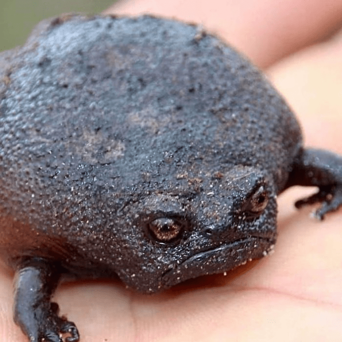 Discover African Rain Frogs - Adorable Creatures with a Resemblance to ...