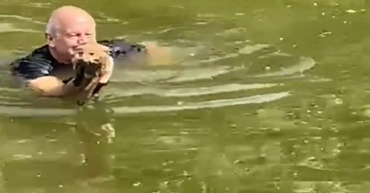 Man Plunges into Canal to Rescue Fox Cub from Certain Death.