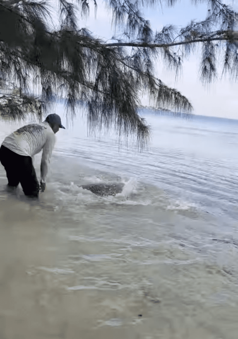 Incredible Rescue: Man Saves Sea Turtle Trapped on Land